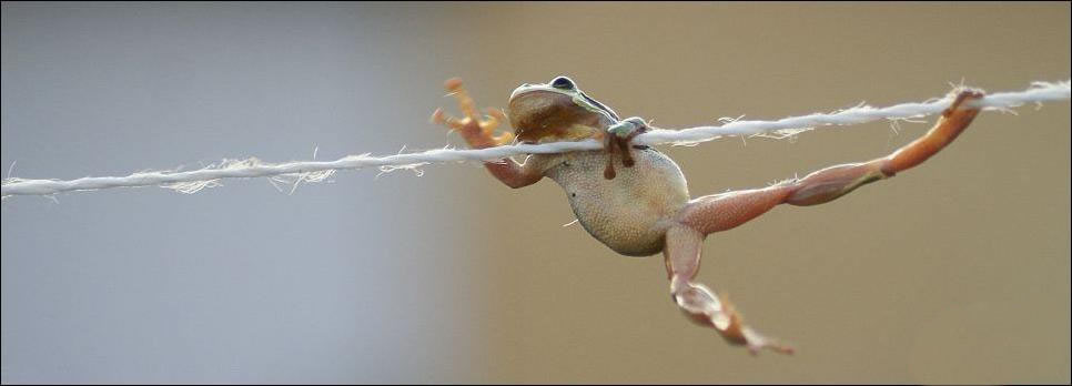 PICTURE BUGS: Success story of Super Frog.