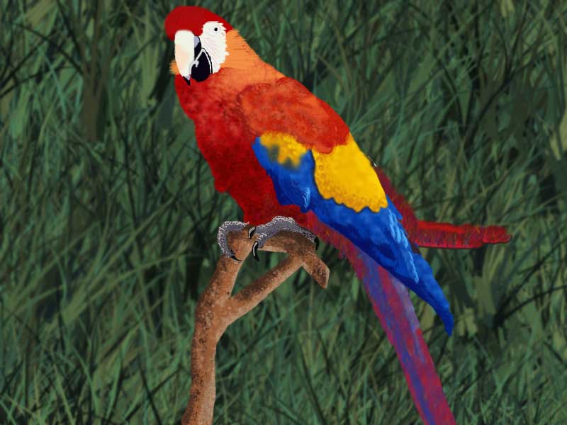 Kind Pet Shop: All Parrots