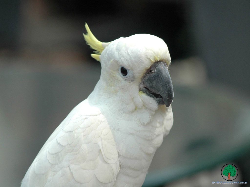 Kind Pet Shop: All Parrots