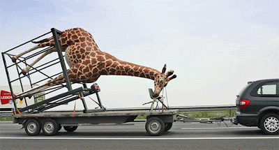 enjoy your life: Transporting a Giraffe Sculpture ( Netherlands)