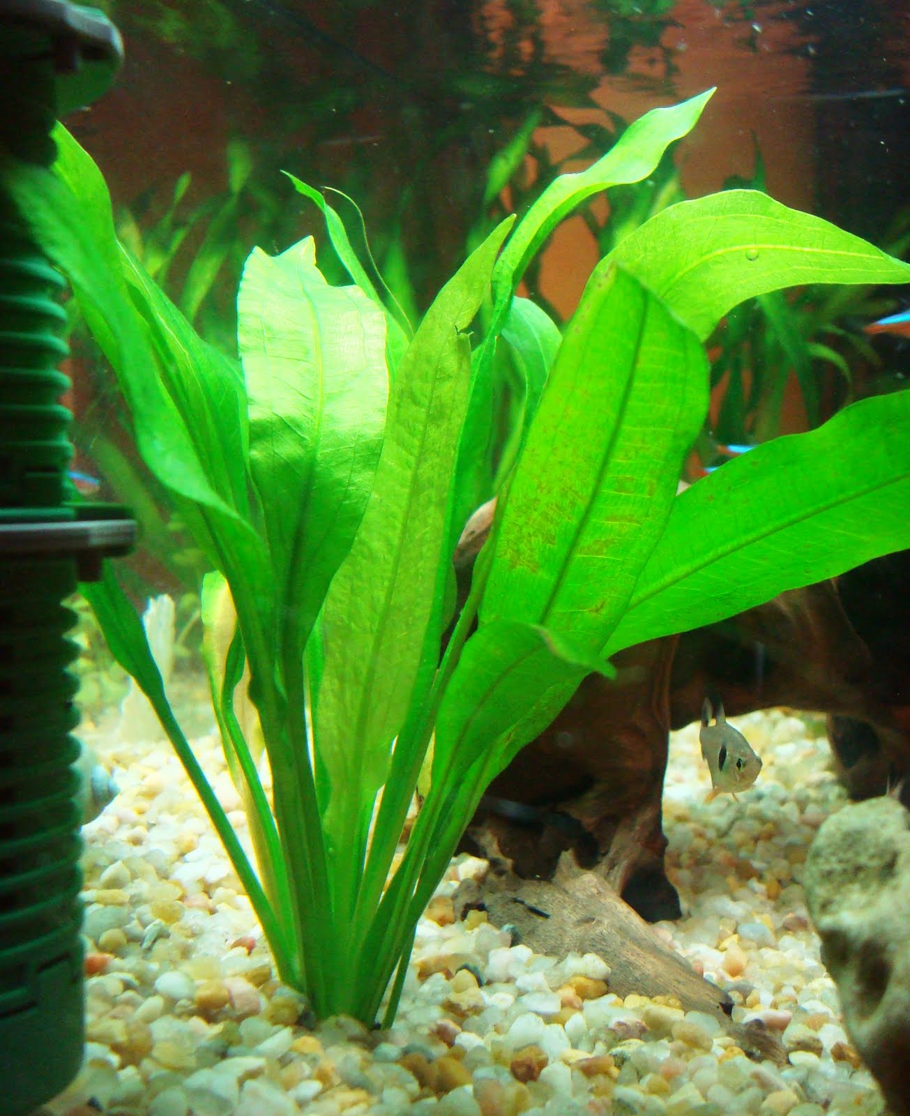 Acuario multicultural: Echinodorus amazonicus -planta-