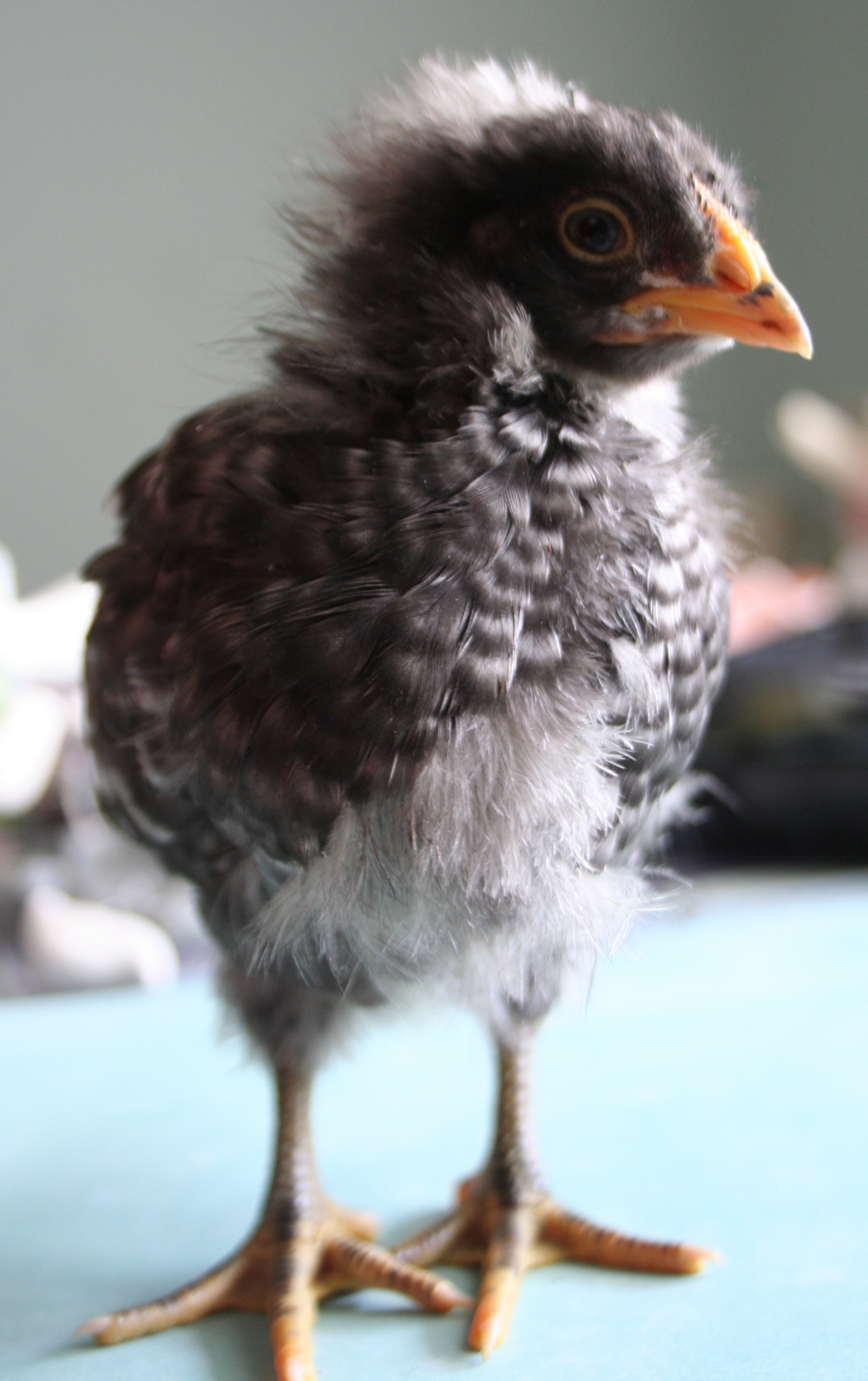 the adventures of bluegirlxo: artful thursdays #16.....paper clay bird ...