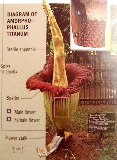 Indonesian Food and Forage: Rafflesia Arnoldii