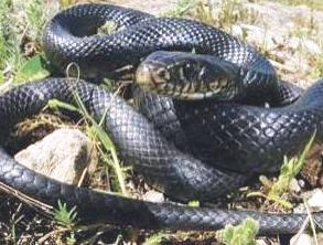 Animals World: Snake Population Become Endanger