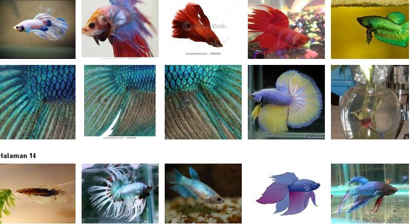 Animals World: Siamese Fighting Fish