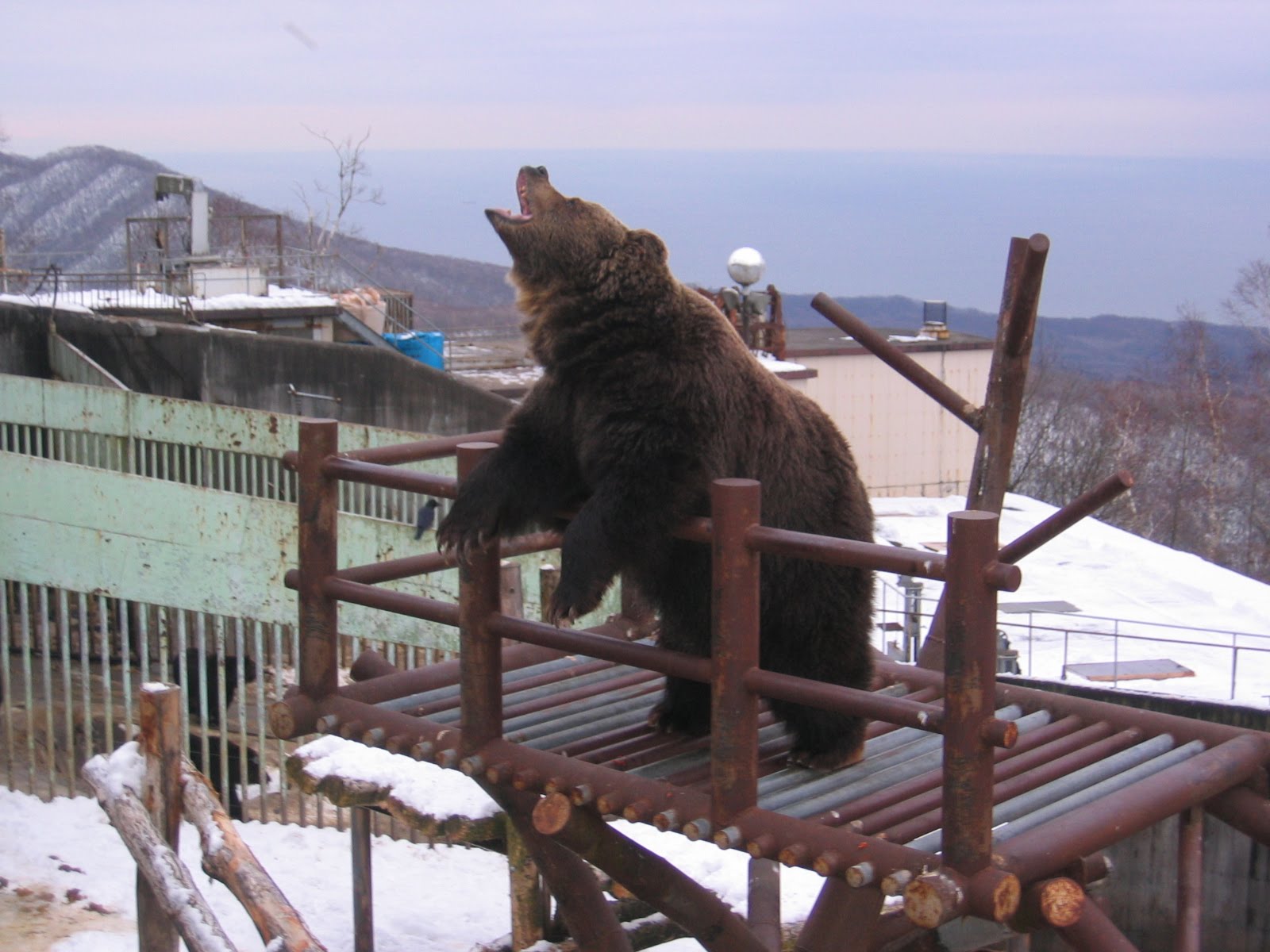 Little Lamb's Kitchen ~.~: 23 Dec 07 (Japan's Emperor's Birthday) - Day ...
