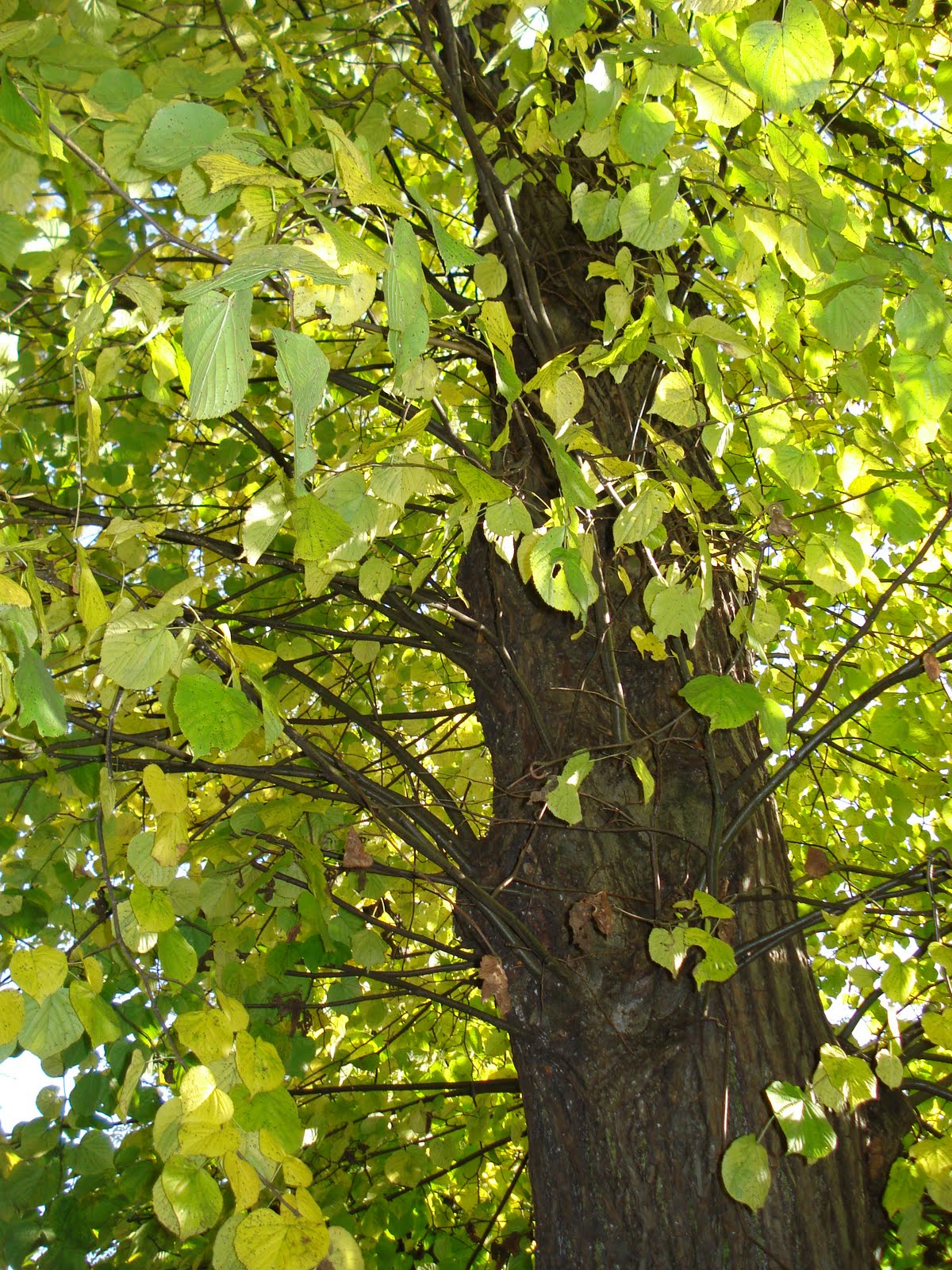 Avie's Small World: SPINNING LEAVES AND SPINNING WEBS