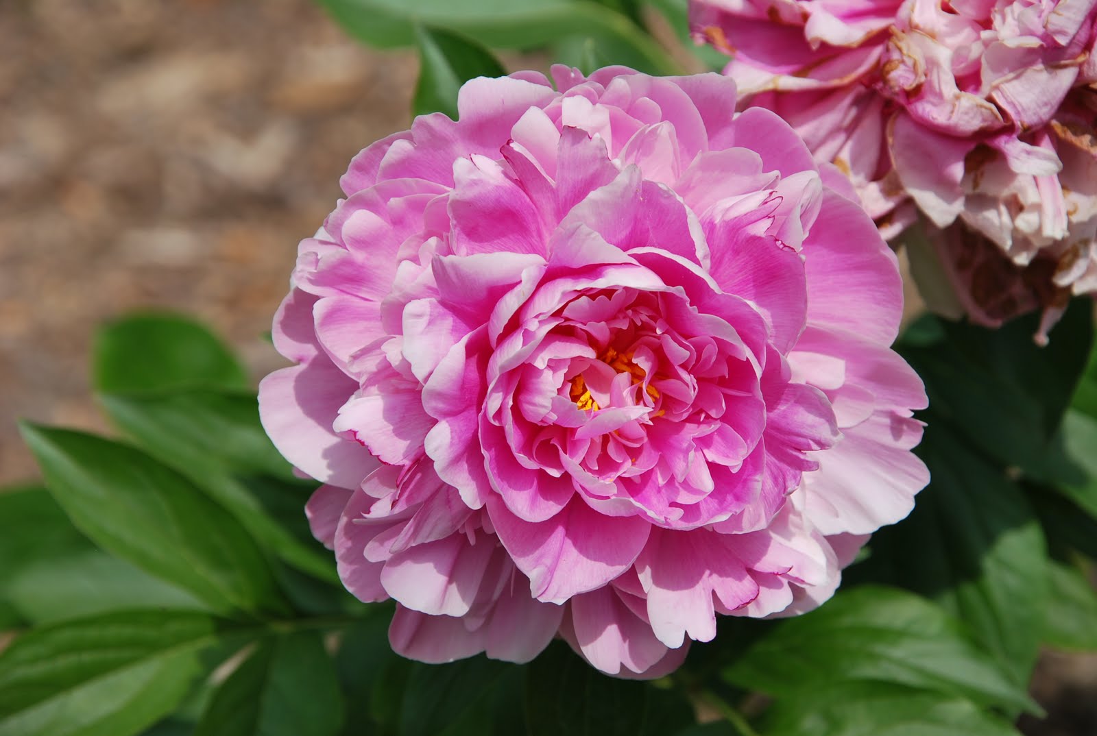 Southern Peony: May 2010