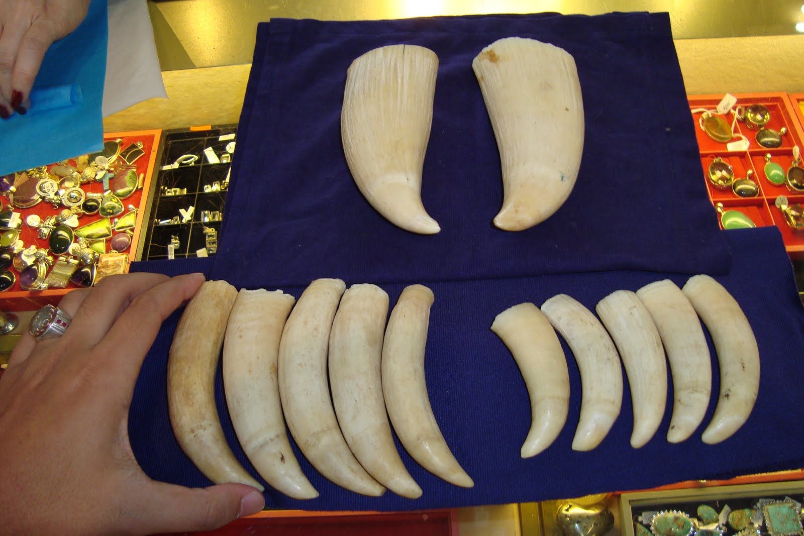 ZAMRUD TECHNOLOGY: Sisipan...Gigi Ikan Paus dari Australia