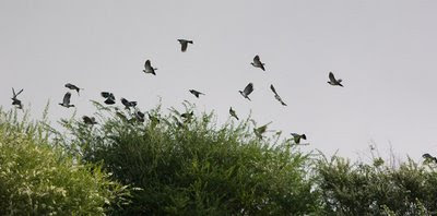 pohanginapete: August 2008