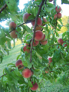 Hickery Holler Farm: Indian Blood Red Peaches