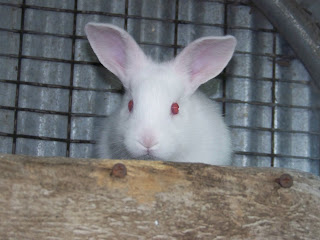 Hickery Holler Farm: Baby Bunnies