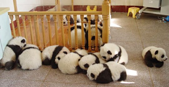 zonSpot: [PIC] Cute Baby Pandas
