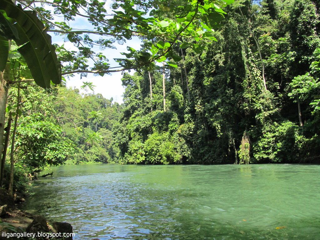 Iligan : City of Majestic Waterfalls: NPC Forest at NPC Nature's Park ...
