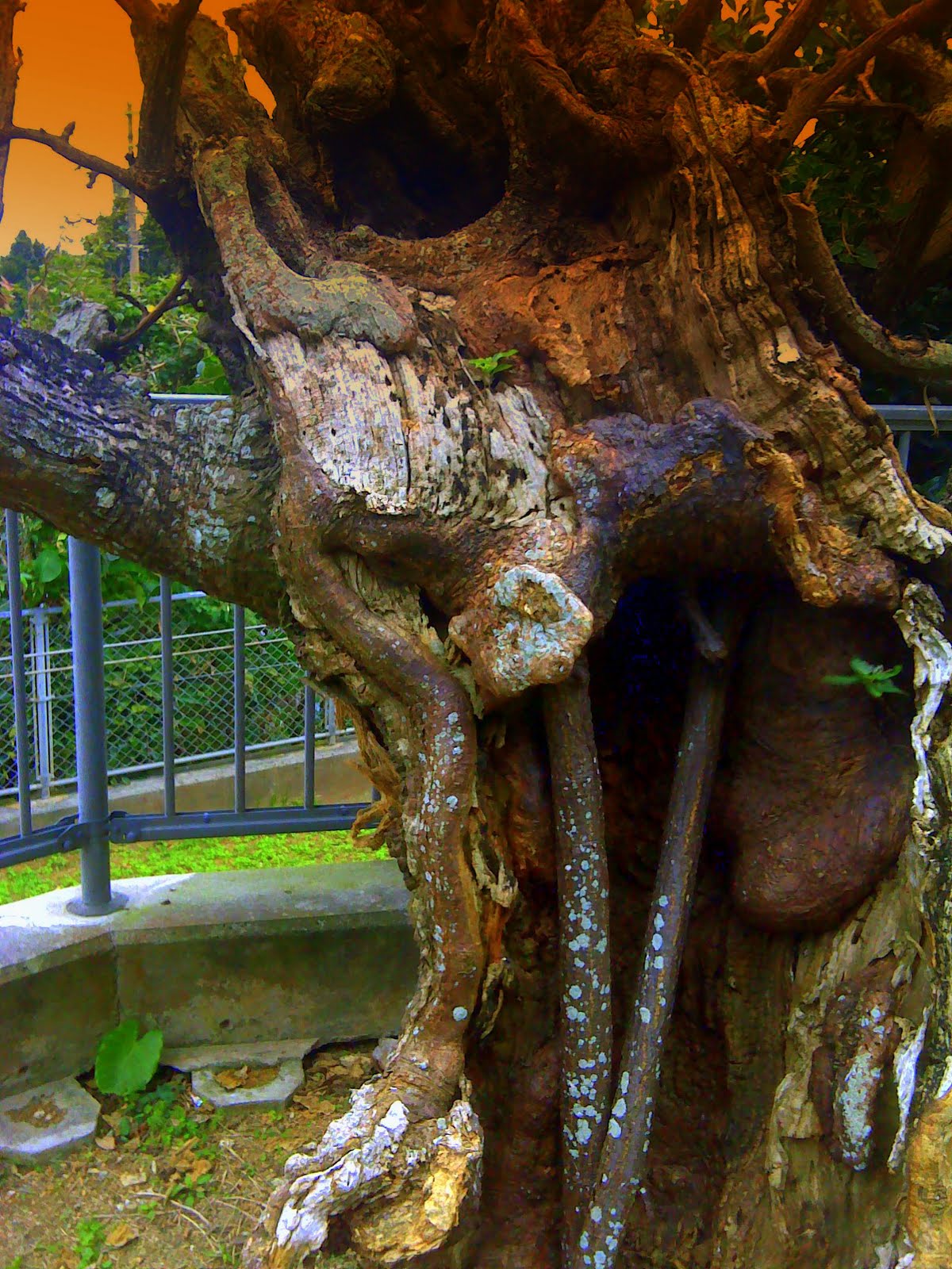GC2M90K The tree that is a tree (Unknown Cache) in Okinawa, Japan ...