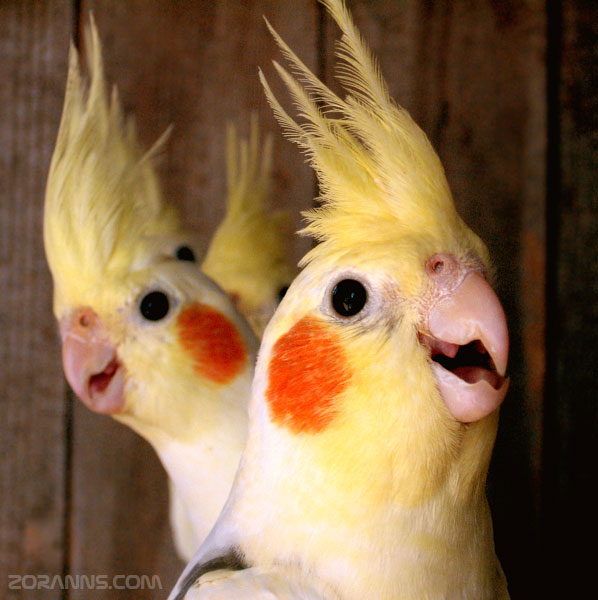 UKRASNI FAZANI I PAPAGAJI