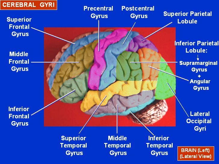 Human Anatomy Mcqs Postgraduation Entrance Preparation 57 Sulci And Gyri Of Brain