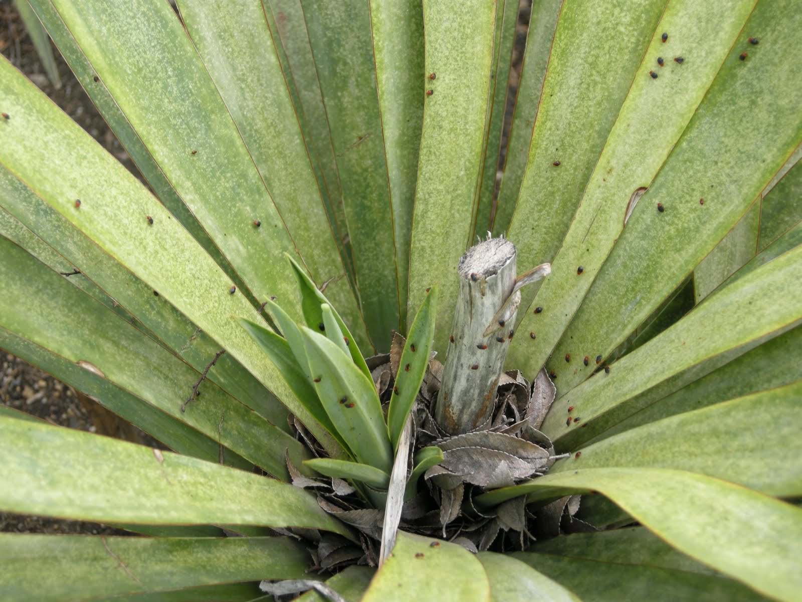 Exoskeleton Express: Attack of the Yucca Bugs