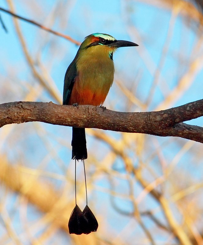 Para No Hacerte Largo El Cuento: Guardabarranco