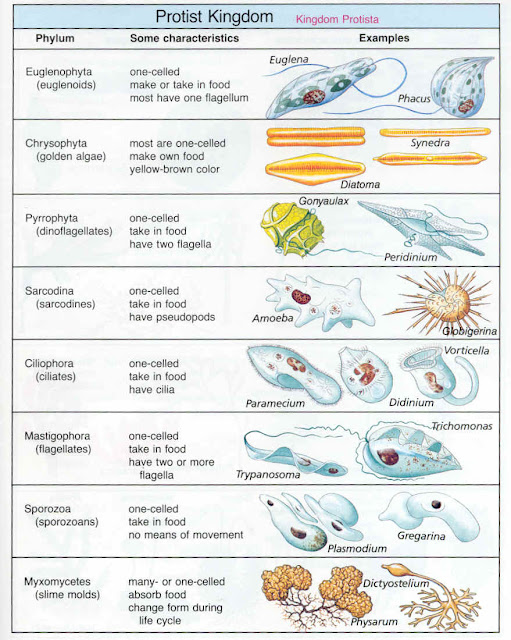 every single thing: PROTISTA