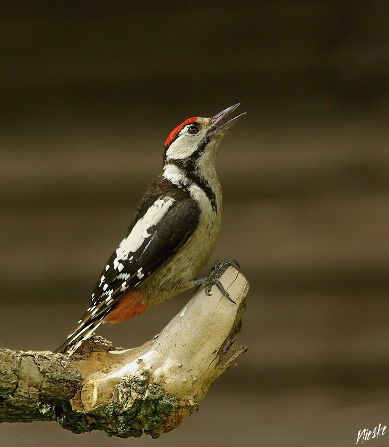 Nieske's fotosite: De Grote Bonte Specht