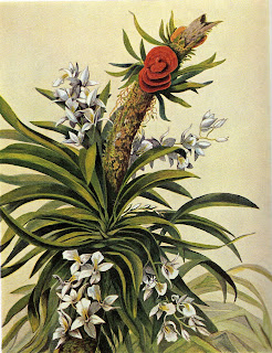 "GUARAQUEÇABA": William Michaud