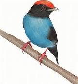 "GUARAQUEÇABA": Lenda Guaraqueçabana - parte II / Tangará, o pássaro ...