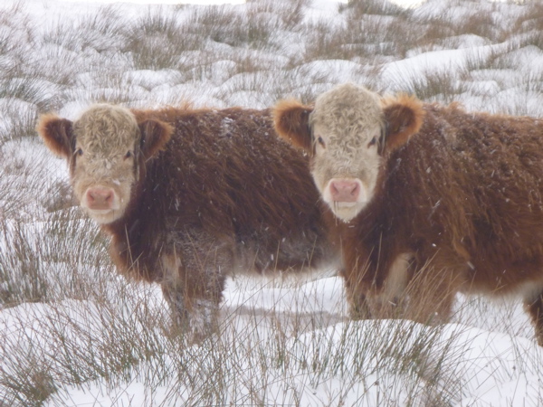 Badly Wired Blog: Arctic cows...