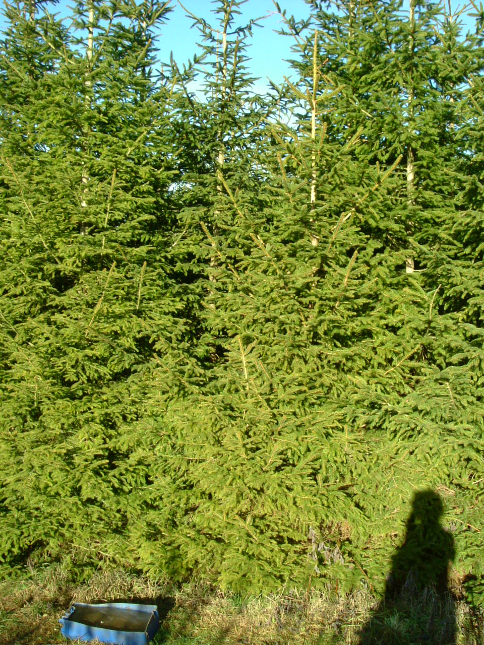 Milkweed & Teasel: Harvesting the Christmas Tree