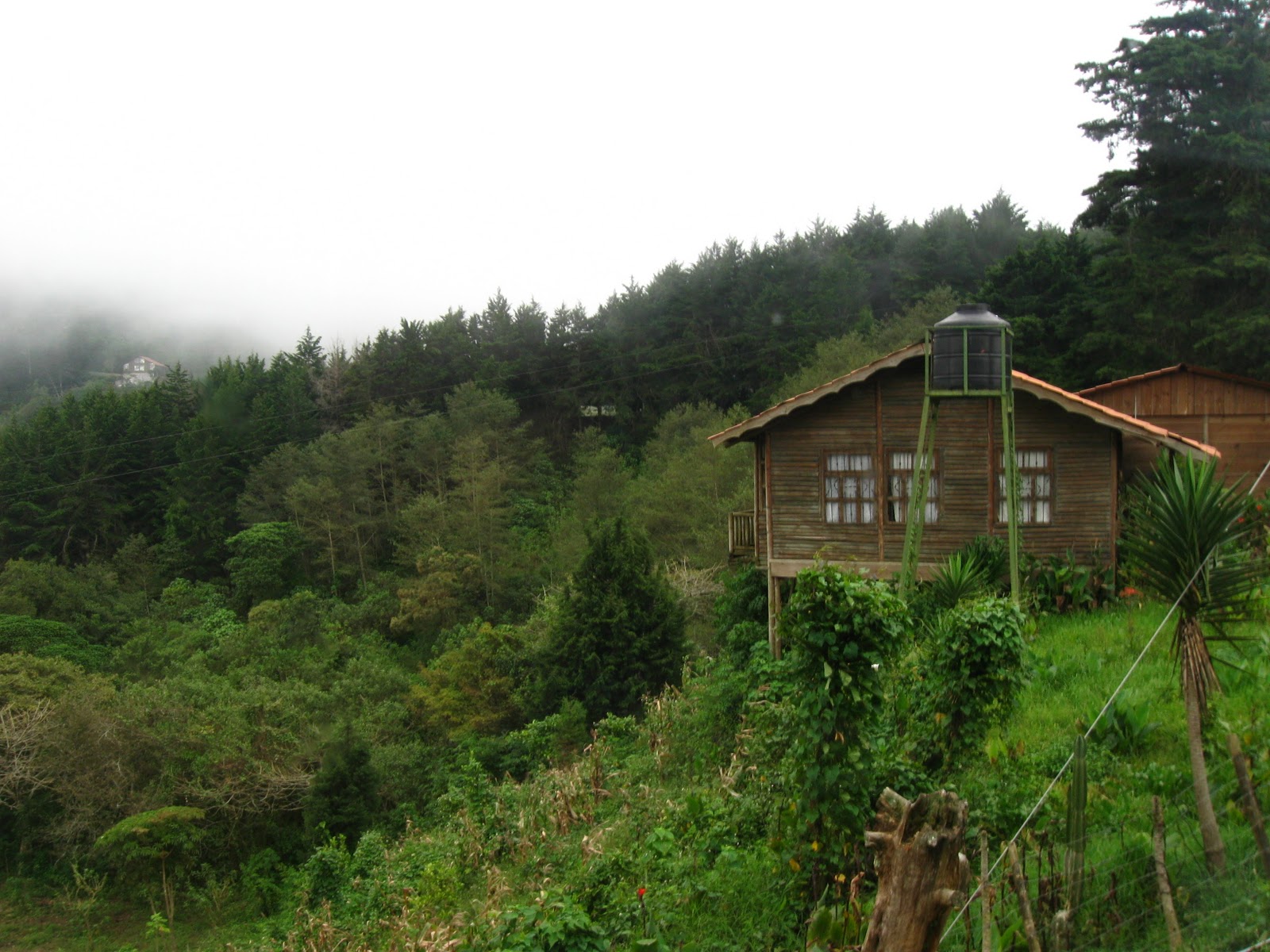 Lifelong Nomad: Chicharones at Donde Alcides