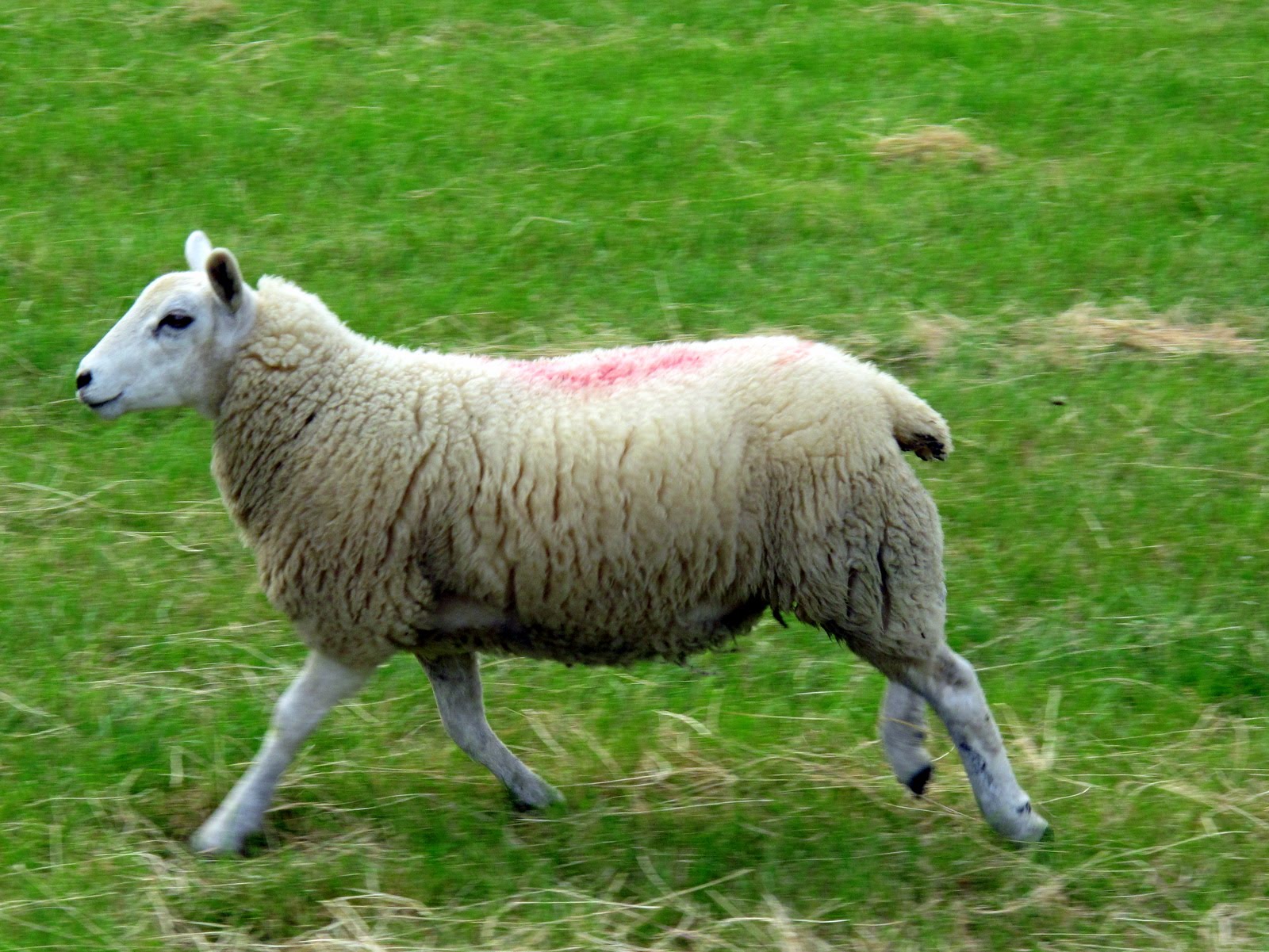 Give Me A Wall: A study on whether sheep life all four feet off the ...