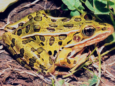 School Homework Coach: The Classification of Animals