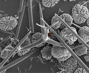 Ciencias Biológicas: Poríferos