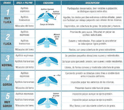 MVZ UAM-XOC: Medición de Condición Corporal