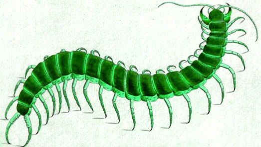 ShukerNature: SHRIEKING CENTIPEDES AND ANT-IMPERSONATING TIGERS.