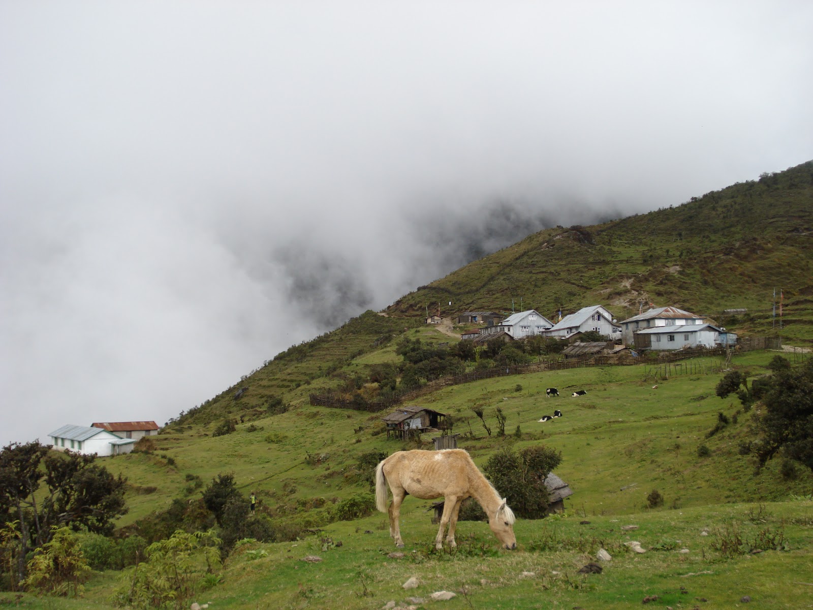 Online Article: Sandakphu Trekking with photos [Manebhanjan -> Tumling ...