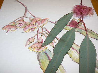 Scribbly Gums Art: Gum Blossom Step by Step