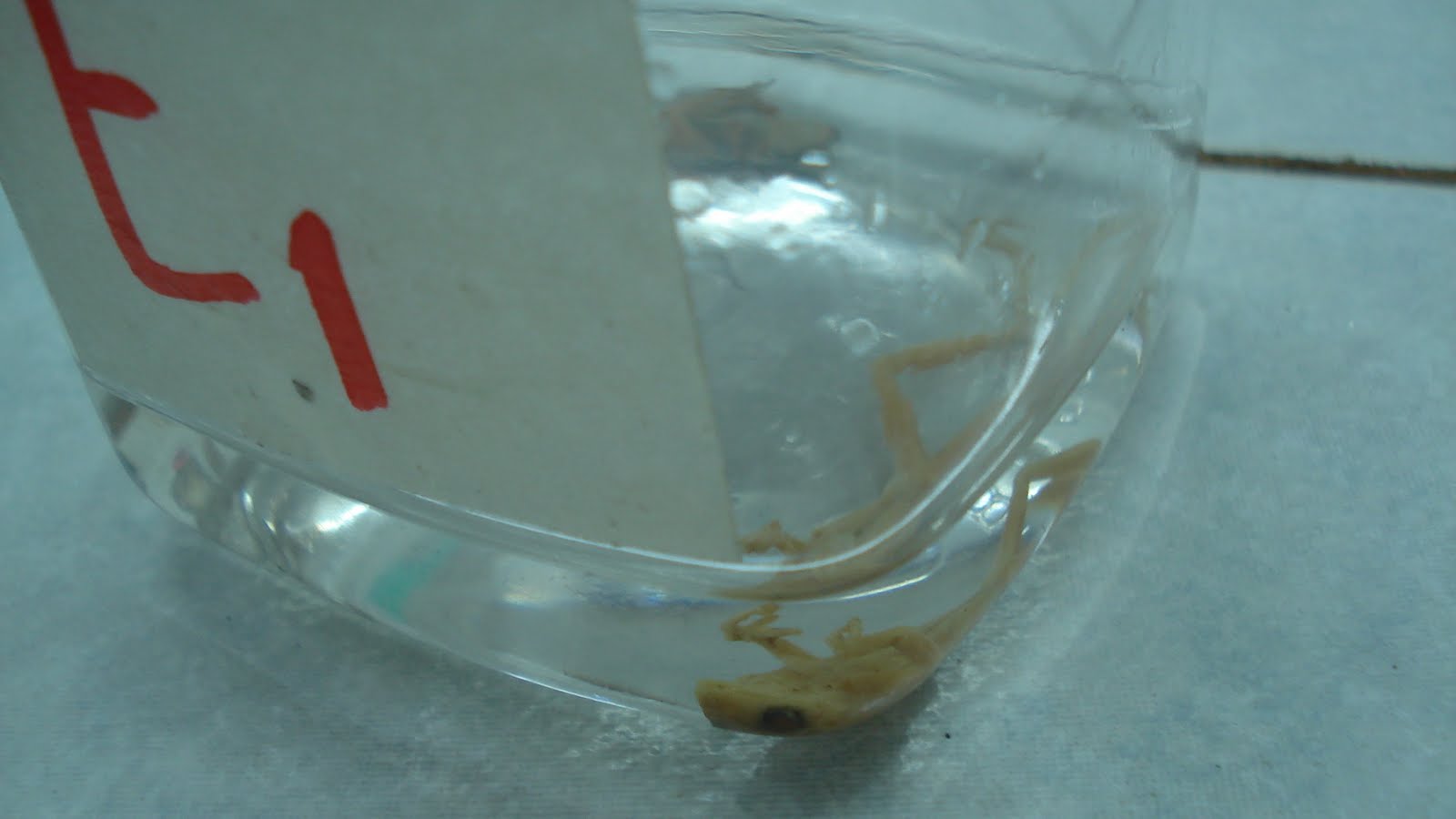 Biología Animal: Clase Amphybia