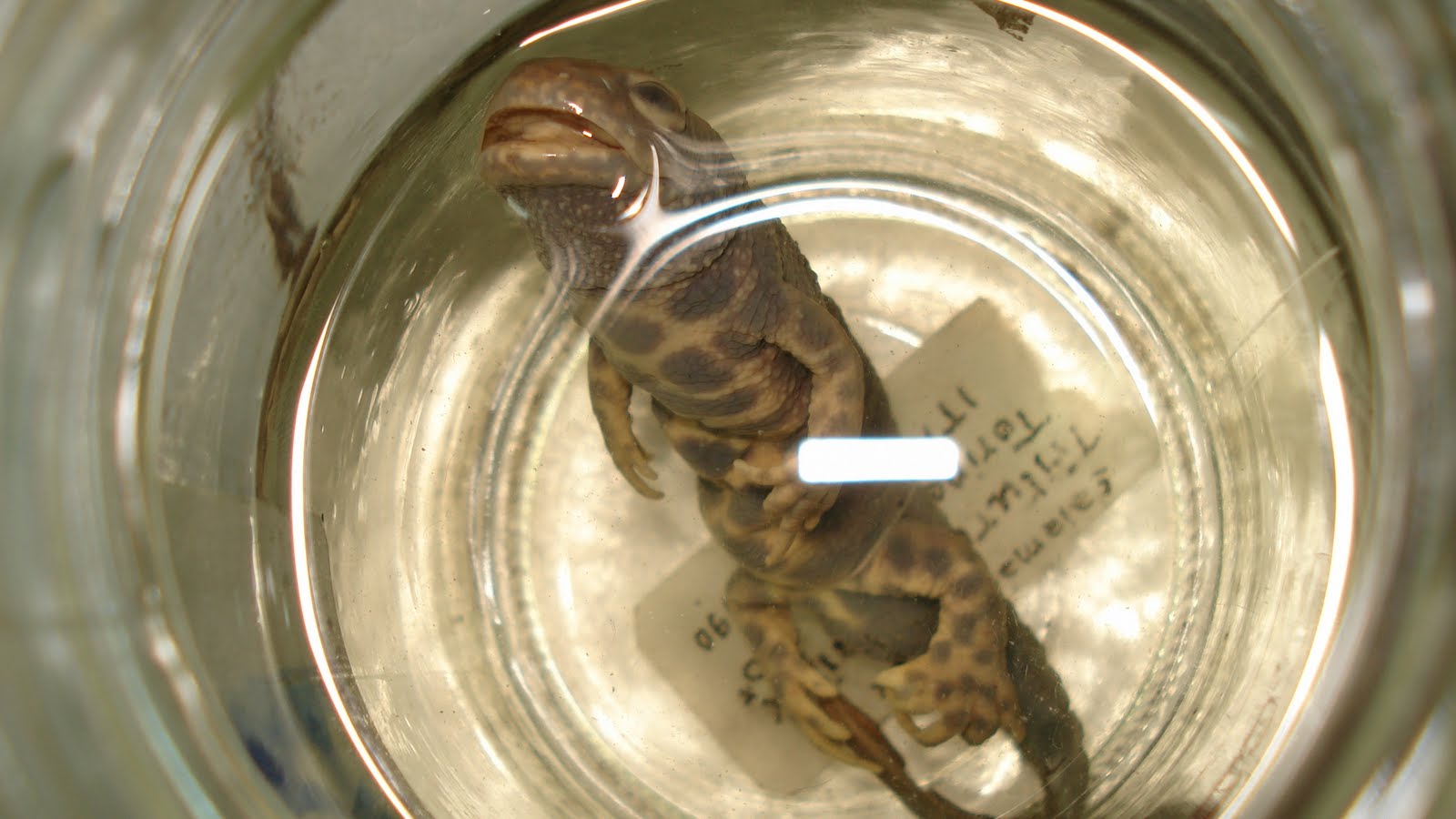 Biología Animal: Clase Amphybia