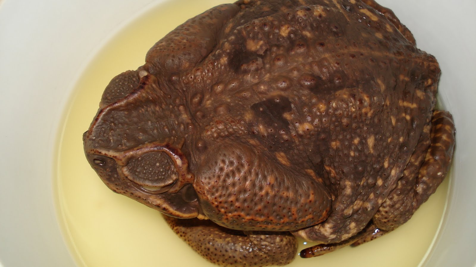 Biología Animal: Clase Amphybia