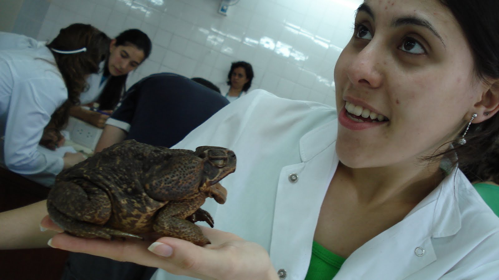 Biología Animal: Clase Amphybia