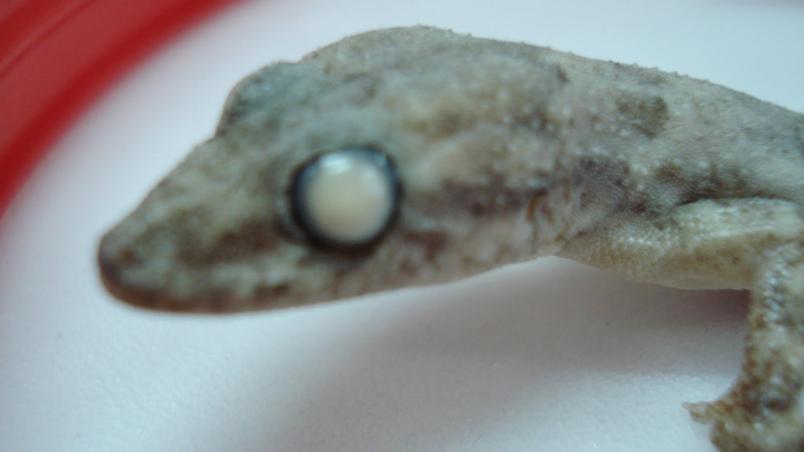 Biología Animal: Clase Reptilia (Ofidios Completado!!!!)