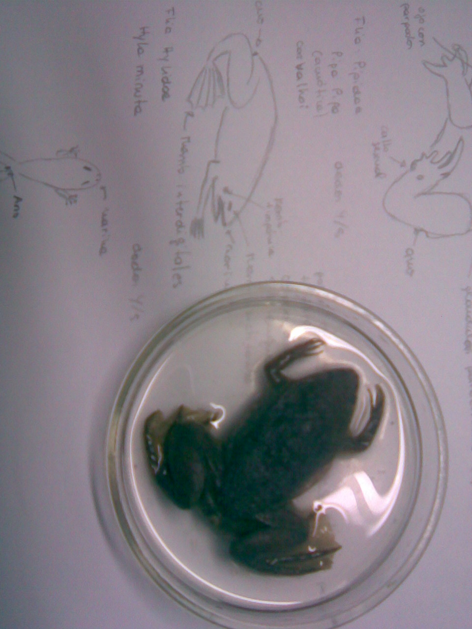 Biología Animal: Clase Amphybia