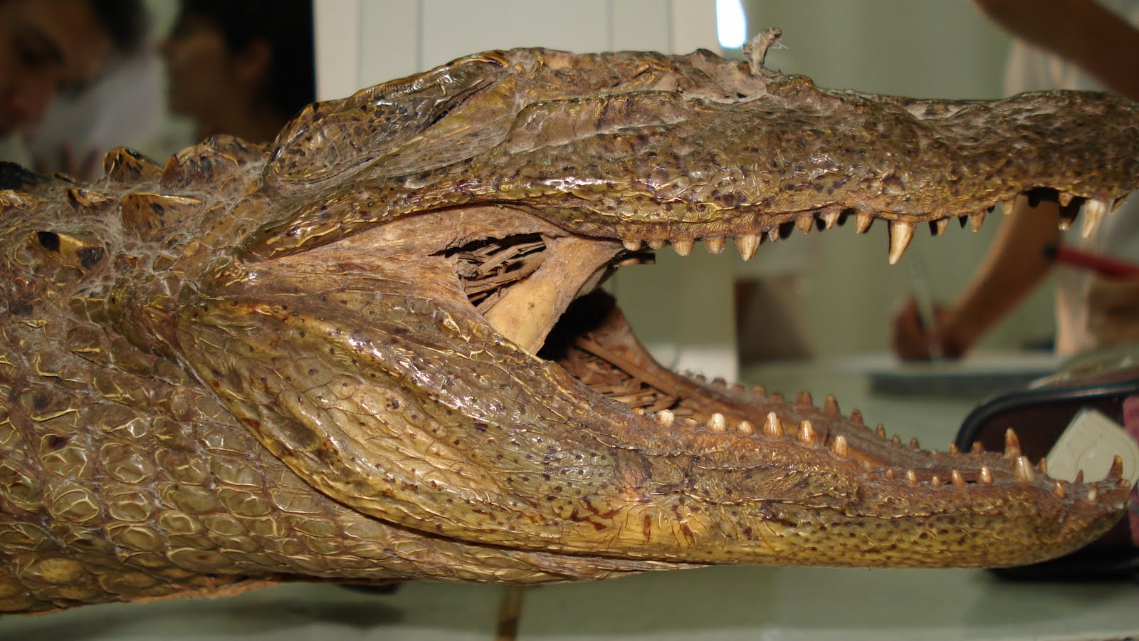 Biología Animal: Clase Reptilia (Ofidios Completado!!!!)