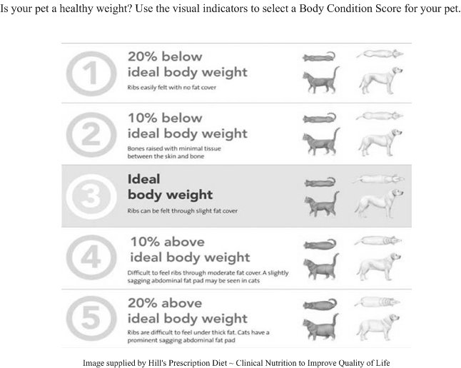 Pipestone Veterinary Clinic's Pet Fit Challenge