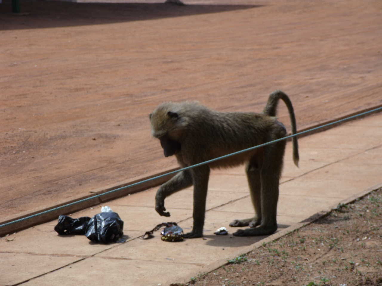 Karen and Ama visit Ghana: Fire (Mole) National Park