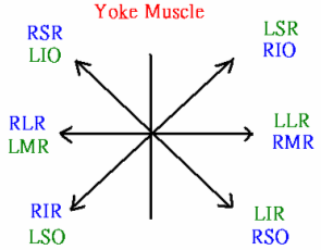 眼科彈藥庫: 肉肉的好可愛–Extraocular Muscle 眼外肌典召