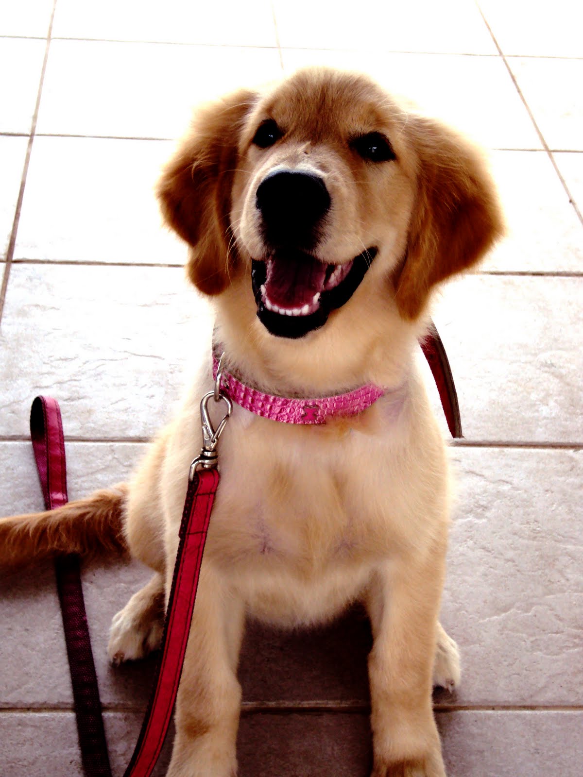 Israel de Castro (Educador Canino): Fêmea de 5 meses (BELLA ) - Golden ...