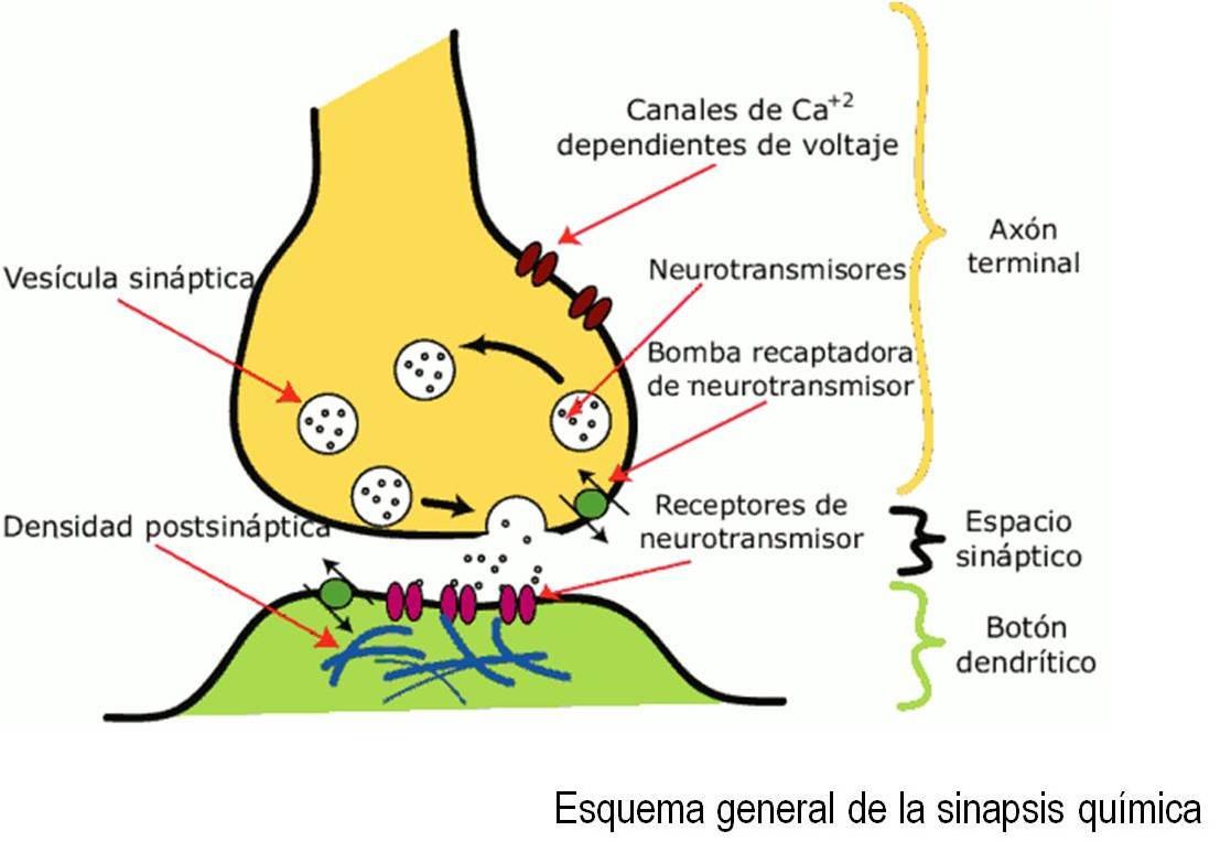MEMBRANA CELULAR: GENERALIDADES DE LA MEMBRANA CELULAR DE LAS NEURONAS