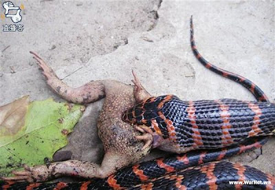 Aksi Ular Makan katak